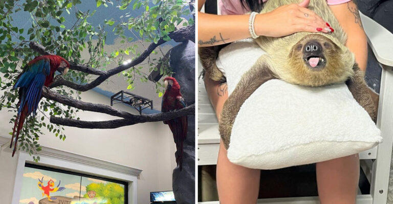 This Indoor Alabama Wildlife Zoo Lets You Cuddle Snuggling Sloths And ...