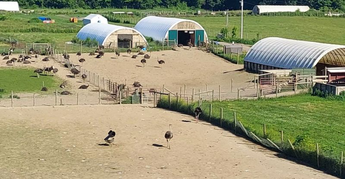 This New Jersey Farm Is Home To Hundreds Of Ostriches That Will Make ...