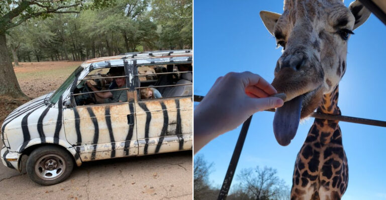 This Spectacular Georgia Drive-Through Safari Lets You Cruise Past Free ...