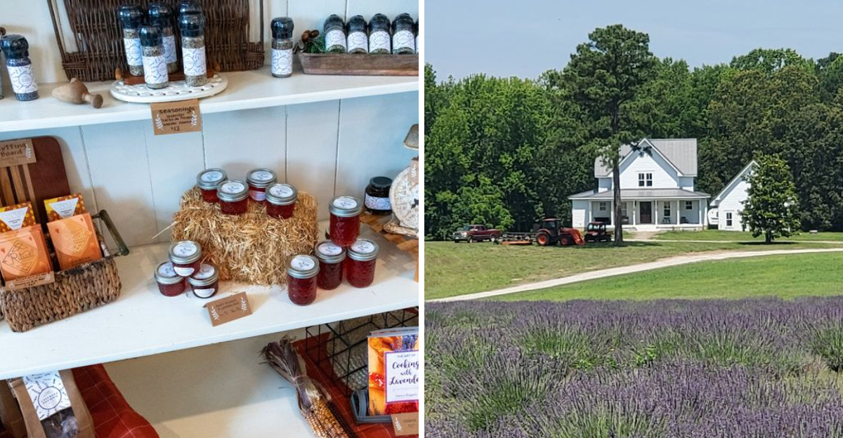 This Virginia Lavender Farm And Flower Field Is Made For A Calm And ...