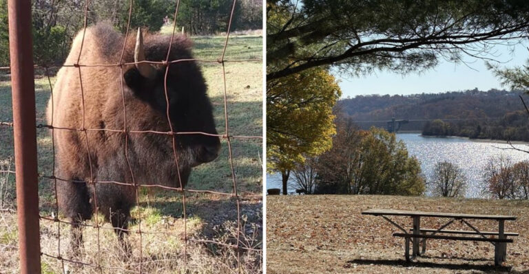 You Can Safely Watch a Herd of Bison in This Oklahoma Prairie Viewing Loop
