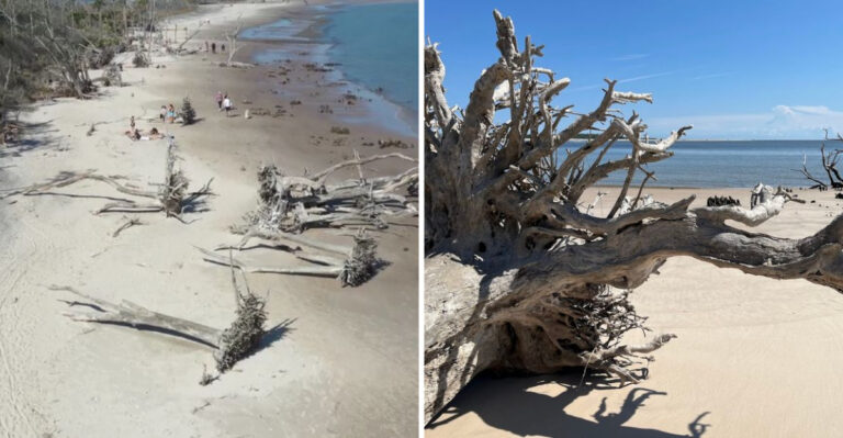 You Won't Find Powdered Sugar Sand Here, Just Bleached Trees and the ...