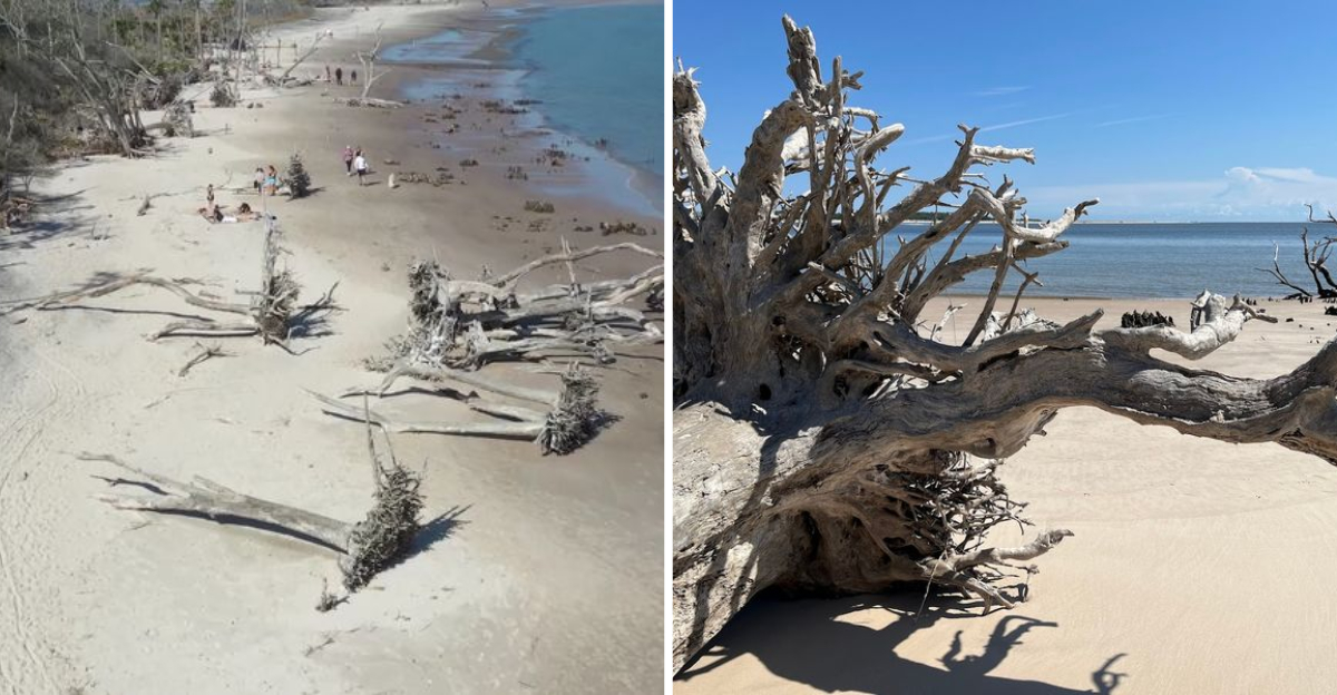 You Won't Find Powdered Sugar Sand Here, Just Bleached Trees and the ...