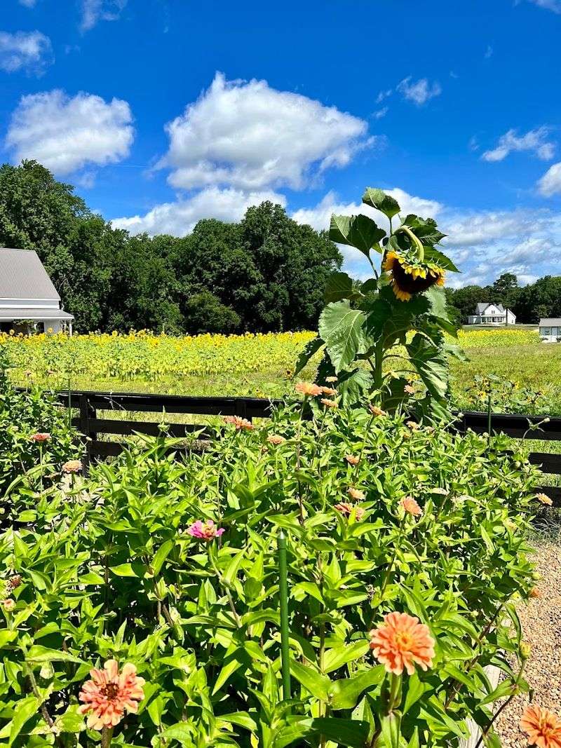 This Virginia Lavender Farm And Flower Field Is Made For A Calm And ...