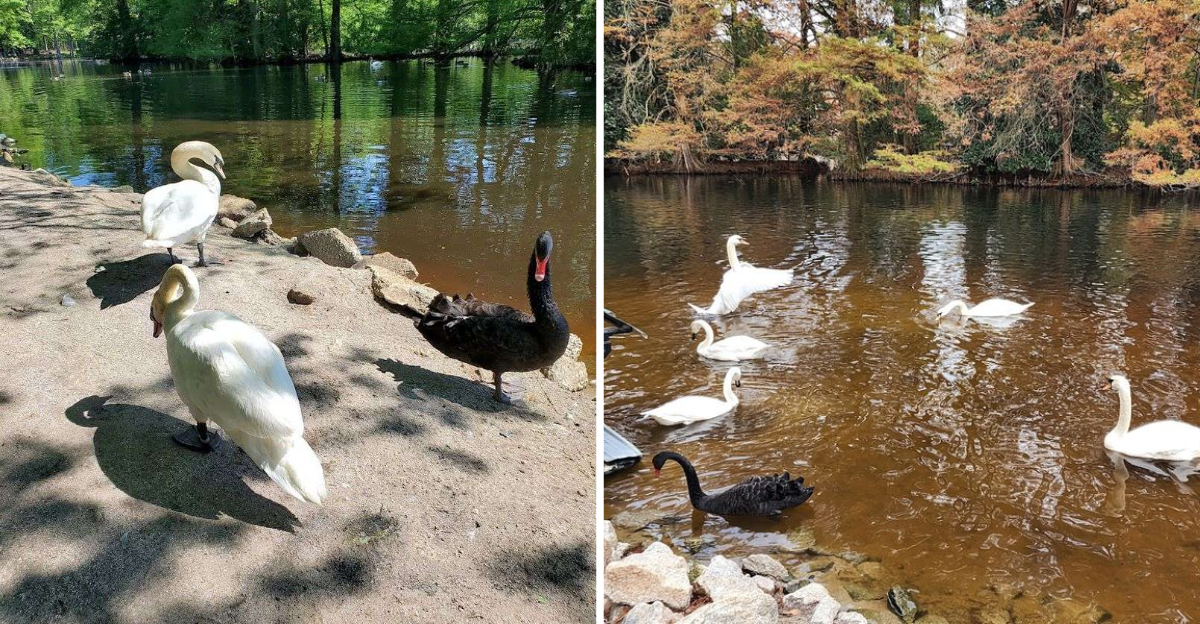 The Only Public Garden in the U.S. with All Eight Swan Species Is ...